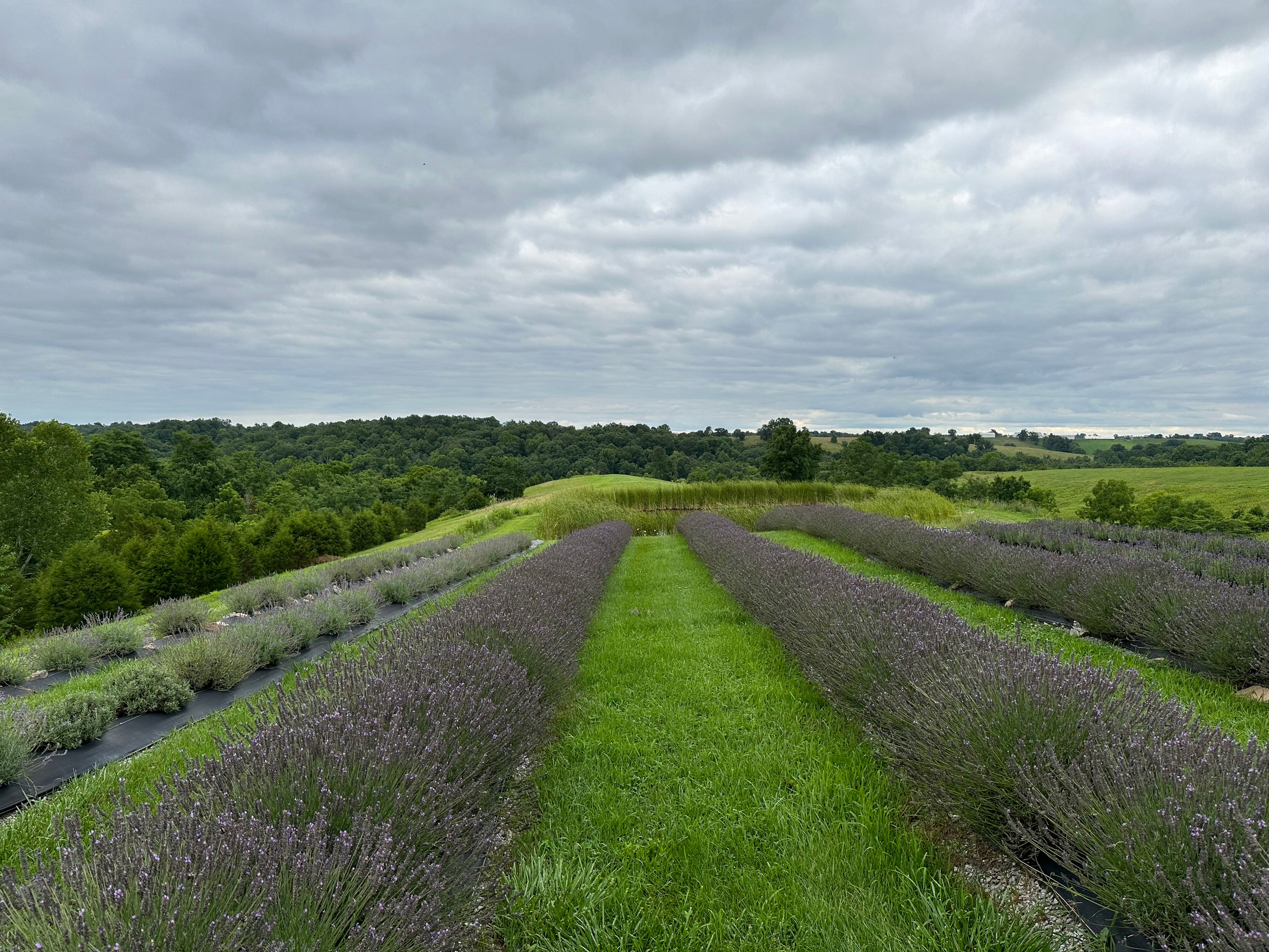 Heavenly Ridge Lavender Farm